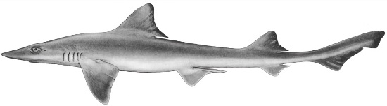 PaleoNet Positions Listings Page